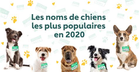 Les noms de chiens les plus populaires de la Pandémie Par Rover