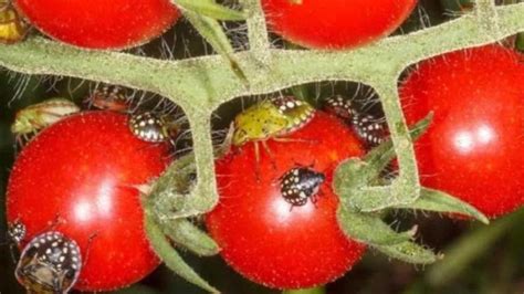 Chega de percevejos no jardim exceto inseticidas químicos é assim