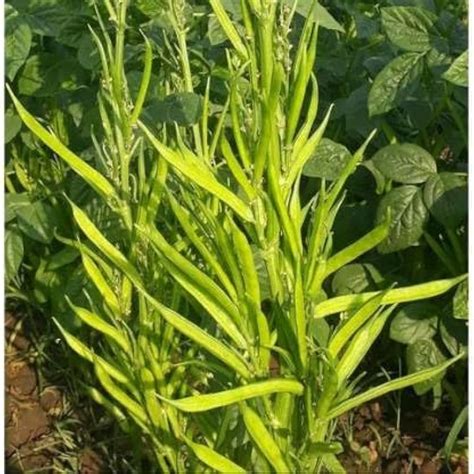 Disease Management Of Cluster Bean Khethari