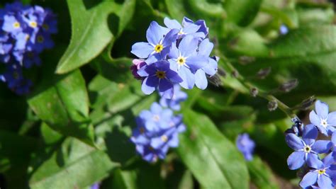 Violet Blossom Bloom - Free photo on Pixabay - Pixabay