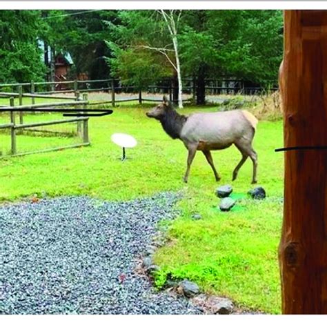 Pdf The Parameters Comparison Of The Starlink” Leo Satellites Constellation For Different