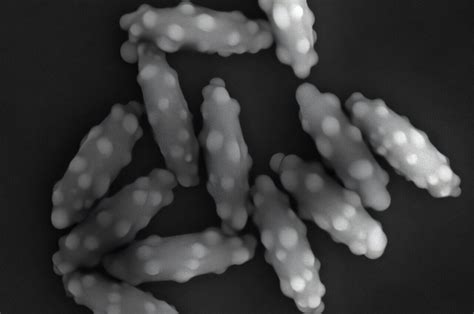 Surface Roughness Disrupts Glass Transition In Colloidal Ellipsoids Offering A New Material