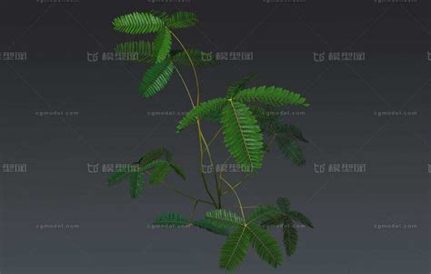 含羞草 小草模型 草类模型库 Maya ma mb 模型下载 cg模型网
