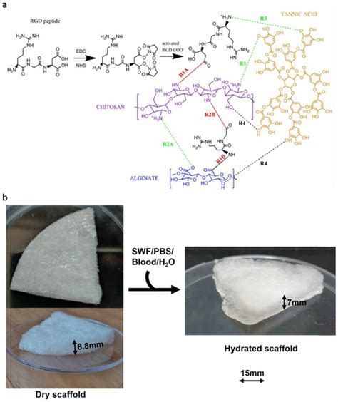 Schematic Representation Of The Composite Scaffold A Reaction