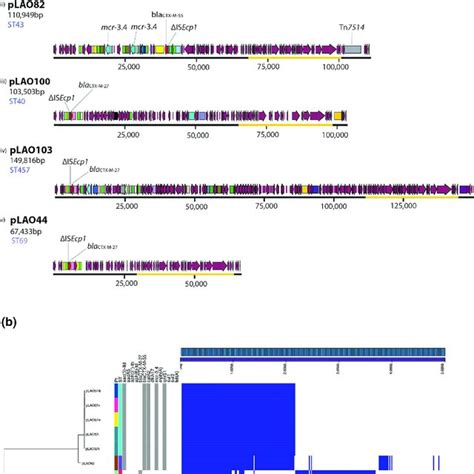 Diversity Within Fii 2 Plasmid Replicon Group Showing Variable Plasmid Download Scientific