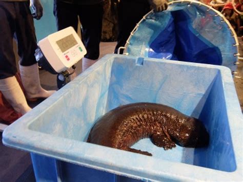 【京都水族館】京都の街にオオサンショウウオ60体が出現！「9月9日はオオサンショウウオの日 2022」を開催 Cnet Japan