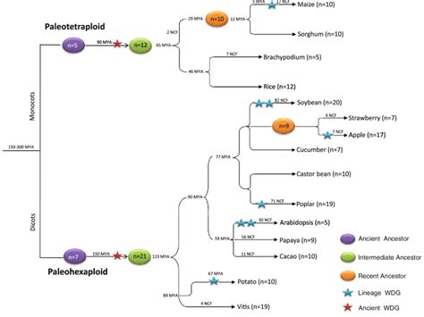 Crop Plants Evolution Model The Diagram Shows The Evolutionary Events