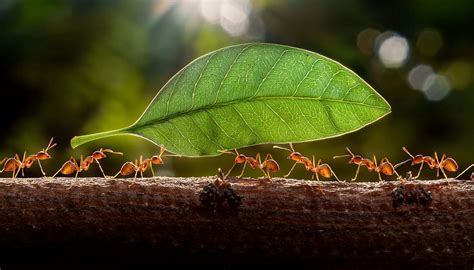 It Went Viral Ants Can Outperform Humans In Collective Tasks
