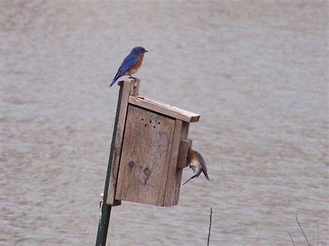 Nest Box Placement New Jersey Audubon