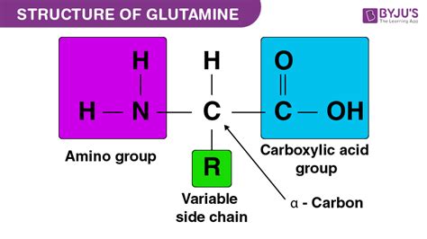 Glutamine Functions And Uses Structure Of Glutamine Chemistry