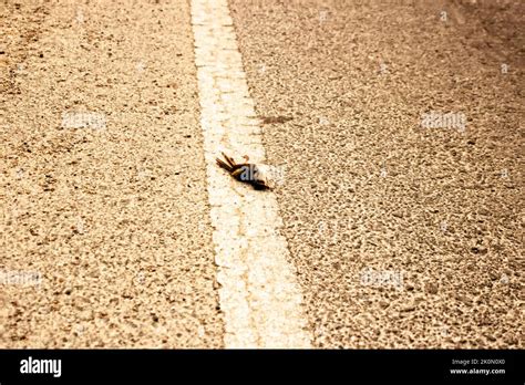 Small Bird Died Which Is Eaten By Ants Eaters Of Corpses Saprophytes Clean The Environment