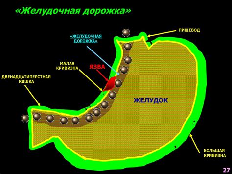 Патофизиология пищеварения Online Presentation