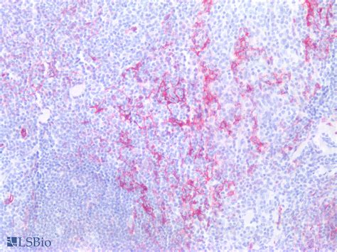 PathPlus PDPN Podoplanin Monoclonal Antibody Mouse IHC LSBio