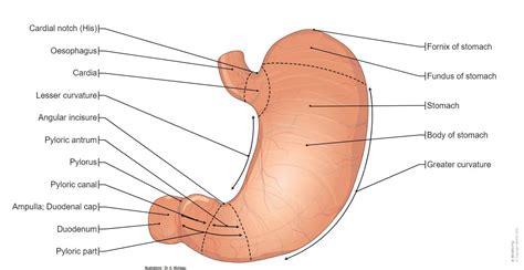 Abdomen And Digestive System Diagrams Normal Anatomy E Anatomy