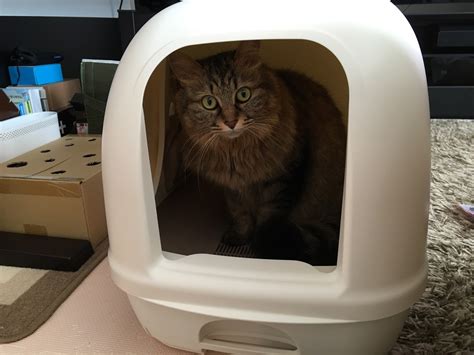 1泊旅行のため、猫用システムトイレ「デオトイレ」を追加！｜ねこ365