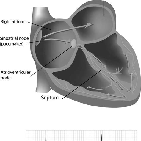 The Generation Of The Electrocardiogram Credit Alila Sao Download Scientific Diagram
