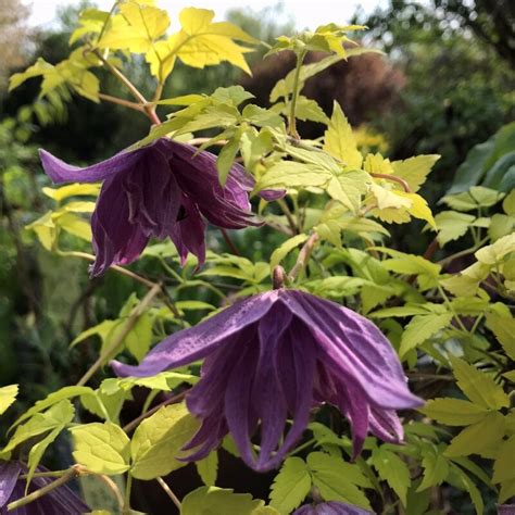 Clematis Luminous Dusk Atragene Klemátisz Florapont