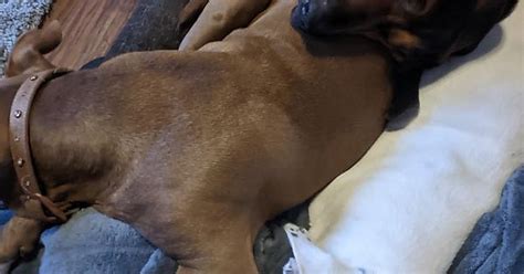 My Cuddle Puddle Album On Imgur My Cuddle Puddle Album On Imgur