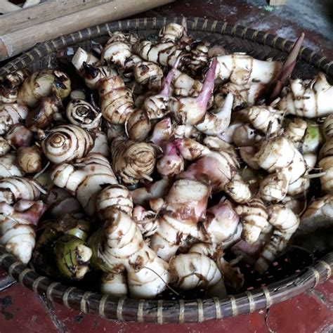 Jual Umbi Ganyong Pulen 1kg Umbi Ganyong Putih Shopee Indonesia