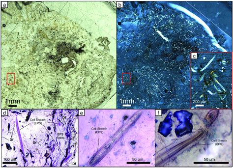 Optical Micrographs Showing Filamentous Cyanobacteria Encased In Download Scientific Diagram