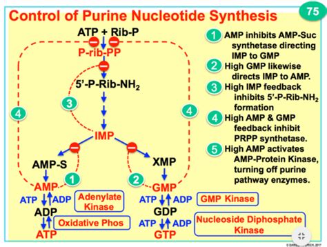 Lecture 20 Purine Nucleotide Biosynthesis Salvage And Degradation