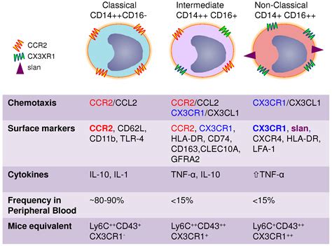 Viruses Free Full Text The Biology Of Monocytes And Dendritic Cells Contribution To Hiv