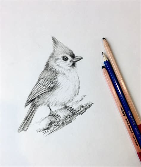 Tufted Titmouse Drawing Instructor Liesl Artists Palette Durham