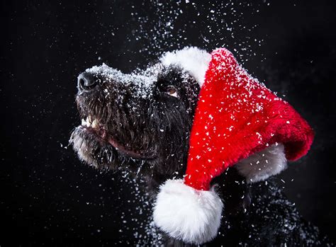 [100+] Christmas Dog Wallpapers | Wallpapers.com