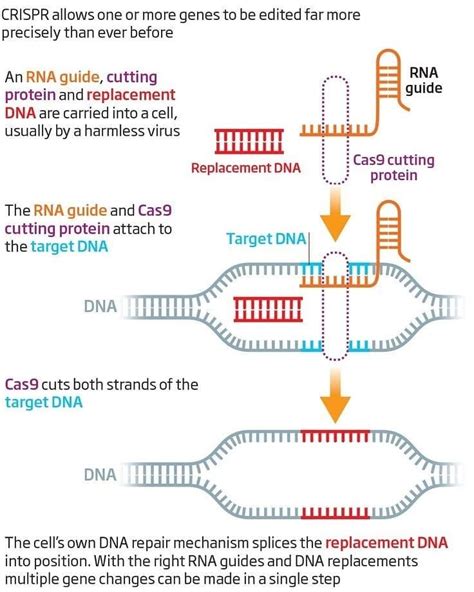 Biology Of The Universe En Instagram “crispr Clustered Regularly