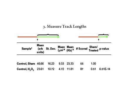 Dna Fiber Analysis