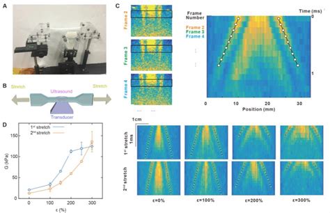 Figure 1 From Dynamic And Programmable Cellular Scale Granules Enable