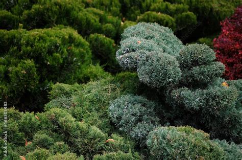 Coniferous Shrubs And Trees In Autumn Close Up Juniper Branches In The