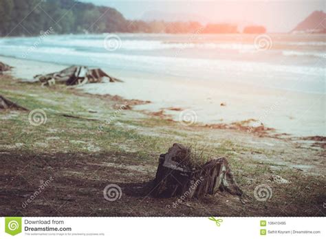 A Huge Old Dead Eucalyptus Tree Stump Stock Image 220540039