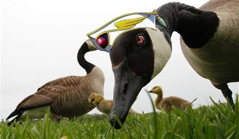 Ladies And Gentlemen Code Geese R Codegeass