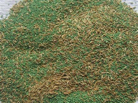 天堂草草坪草籽什么时候播种天堂草对生长环境要求高吗 花海建设 长景园林网