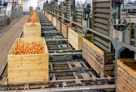 Gs Growers Advanced Optical Sorting Tong Engineering