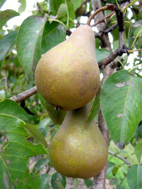 Bosc European Pear Fedco Seeds