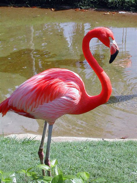 Flamingo Printable Coloring Pages