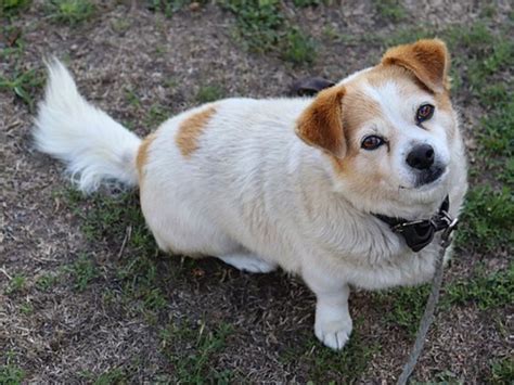 Us Woman Arrested For Keeping Dogs In Filthy Conditions Storing Dead
