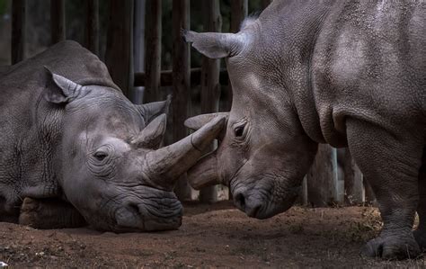 How Many Northern White Rhinos Are Left 2024 Dahlia Mariquilla