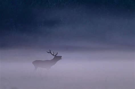 Budapest Photographer András Grausz Csíííz Avagy Hogyan Megy A