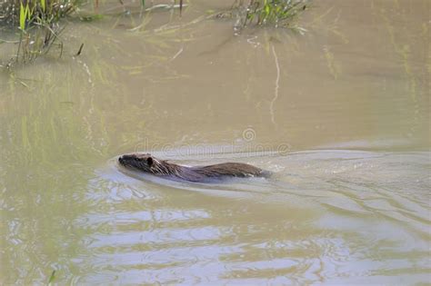 A Floating Nutria In The Retention Basin Of A Small River In The Weinviertel Lower Austria