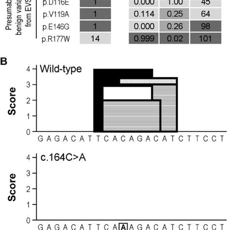 In Silico Analyses Of The Potential Effects Which Hsp Associated Reep1