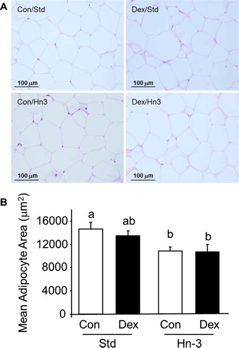 Interactive Effects Of Prenatal Dexamethasone Exposure And Postnatal