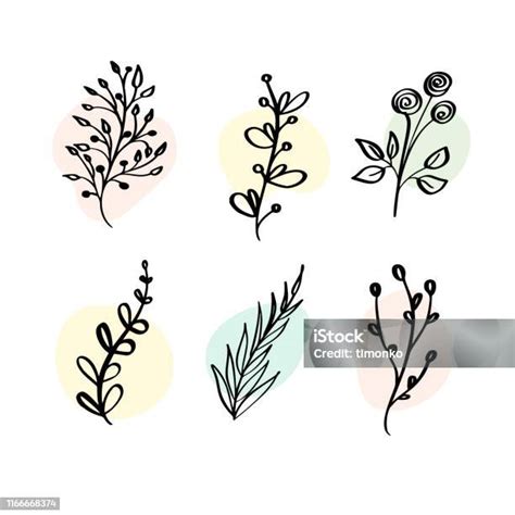 向量集植物元素野花 草藥收集花園和野生樹葉 花卉 有機在白色背景上插圖隔離植物向量圖形及更多插圖圖片 插圖 有邊框的 植物學 Istock