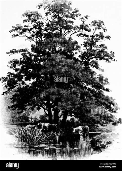 A Guide To Common Tree Species With A Focus On Their Identification And Characteristics Stock