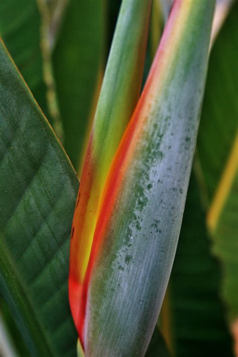 Strelitzia Free Stock Photo - Public Domain Pictures