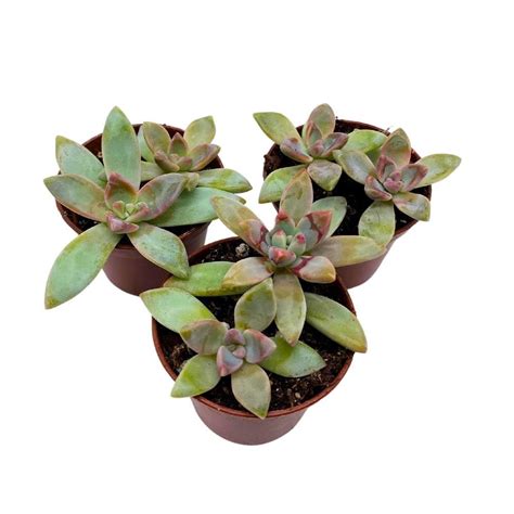 Graptoveria Blue Pearl 2 Inch Set Of 3 Pink Tipped Succulent Tiny Mini Pixie