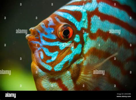 Red Blue Green Discus Fish Detailed Close Up In The Aquarium