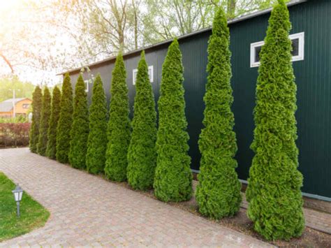 Growing thuja. How to plant thuja